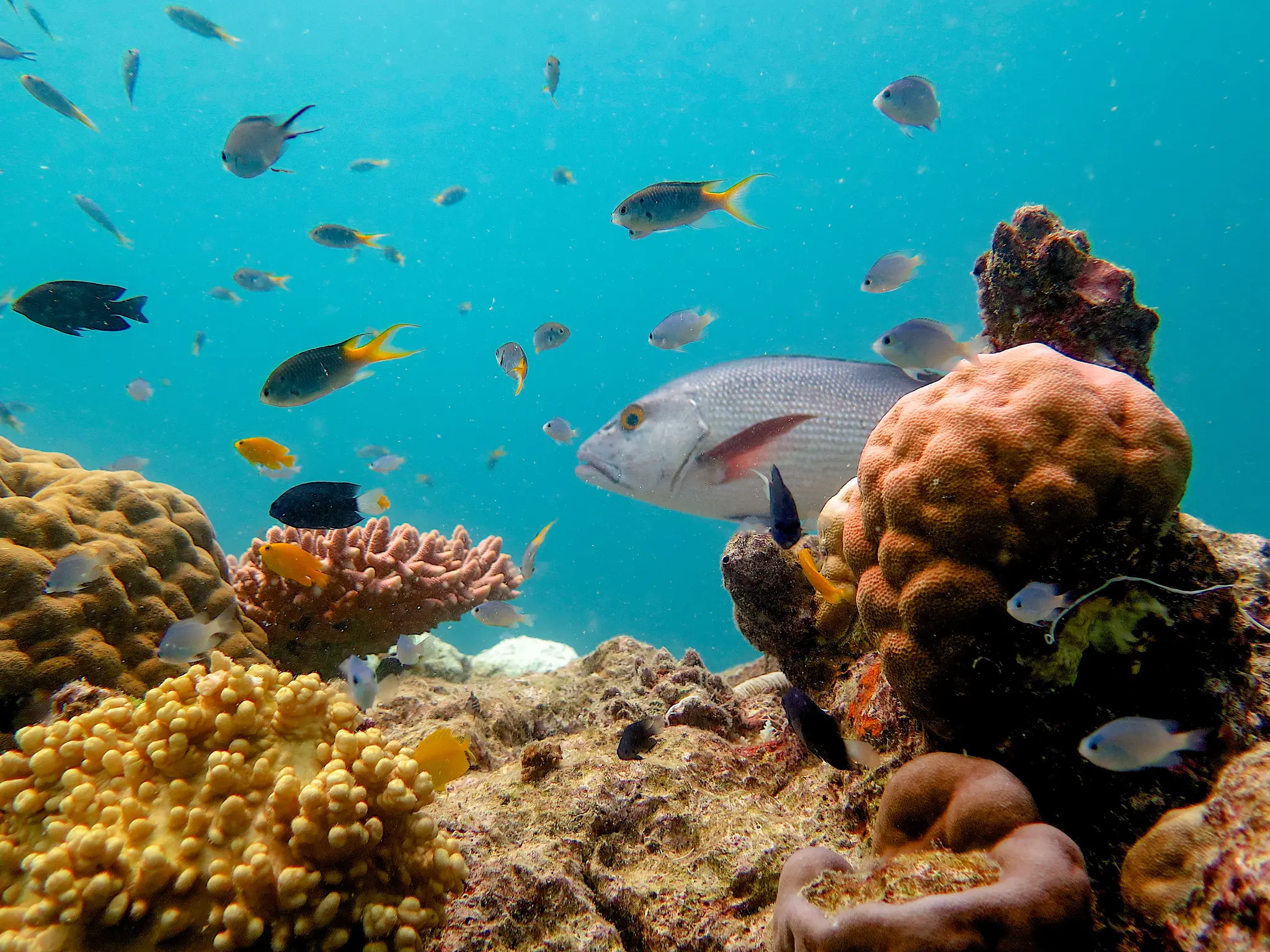 3-Day Great Barrier Reef Adventure: Outdoor Activities & Culinary ...