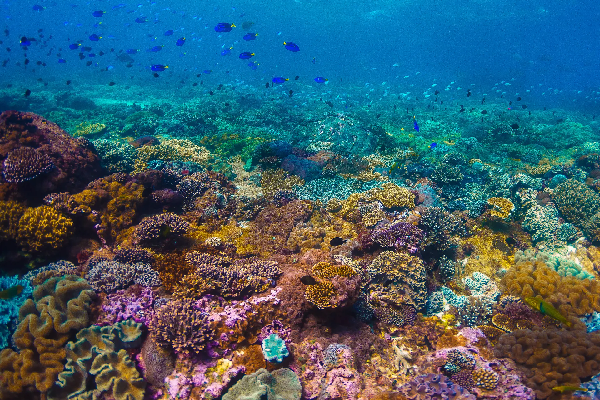 3-Day Great Barrier Reef Adventure: Outdoor Activities & Culinary ...
